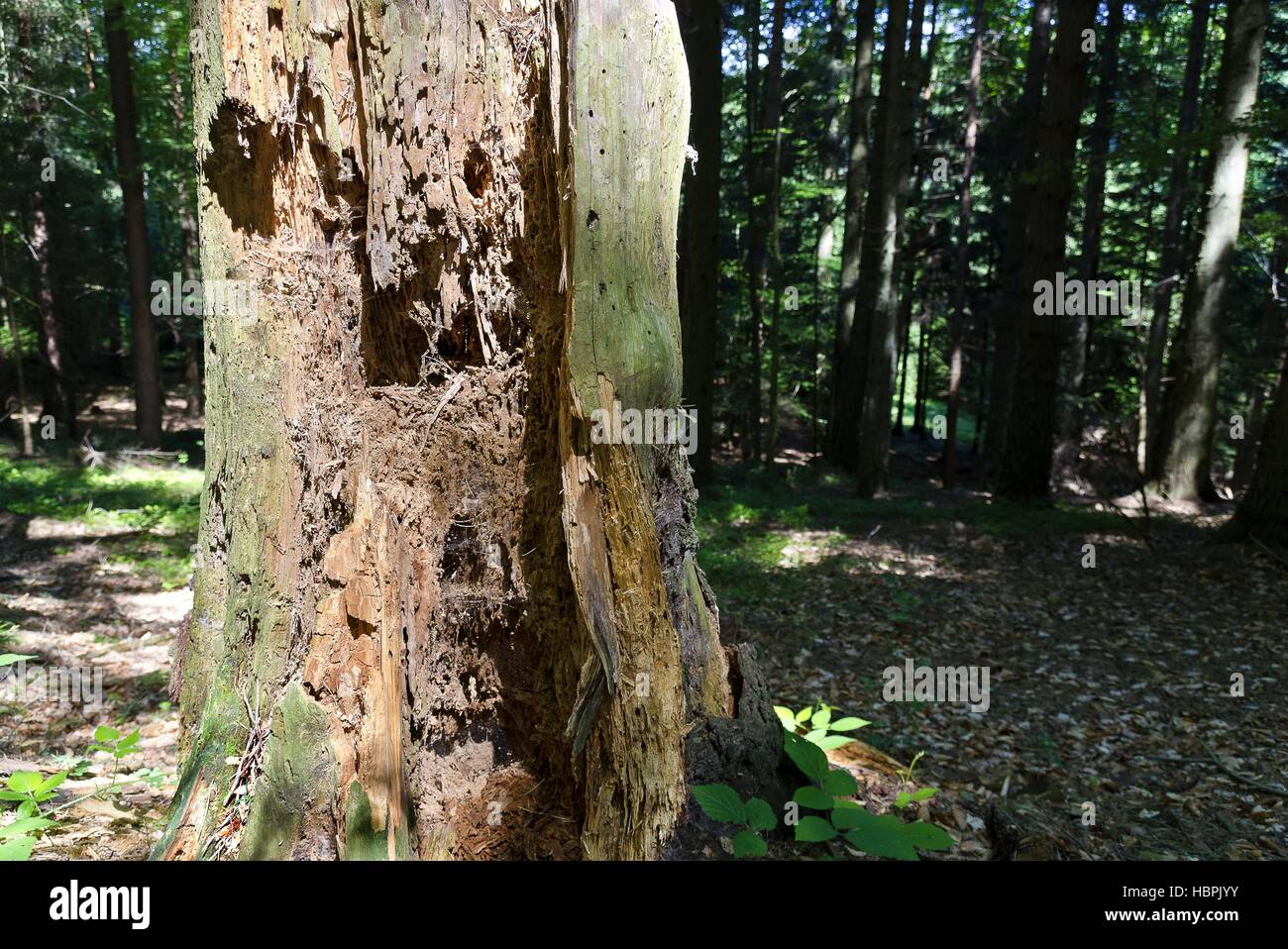 Rotten tree hi-res stock photography and images - Alamy