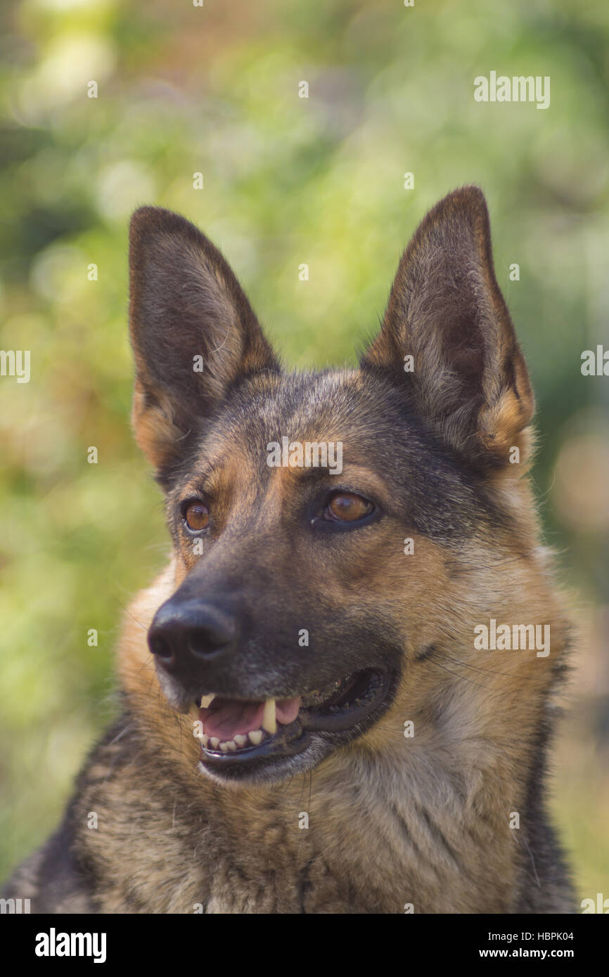 German shepherd hi-res stock photography and images - Alamy
