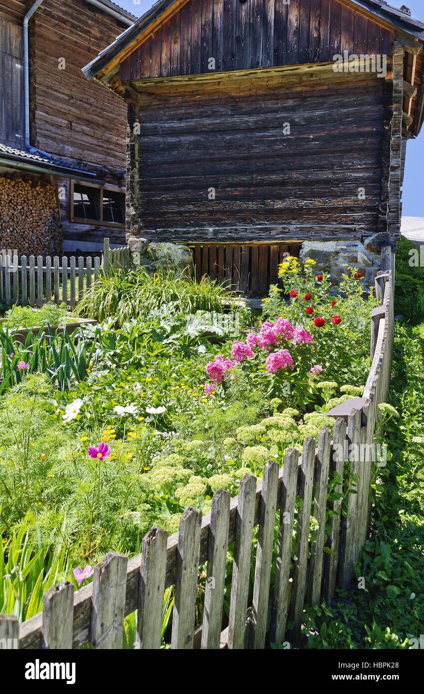 flowering farmers garden Stock Photo - Alamy