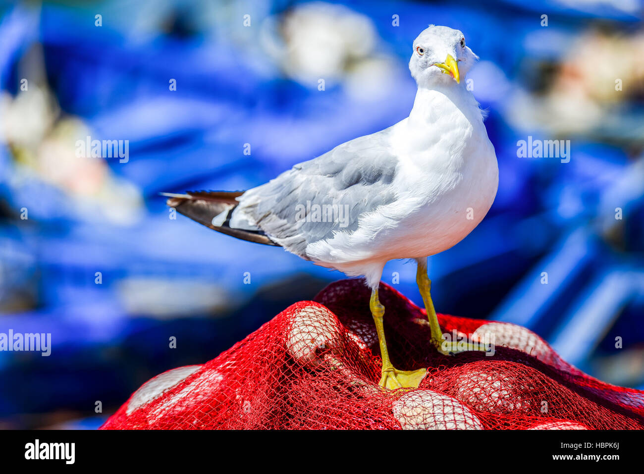 Water net for birds hi-res stock photography and images - Alamy