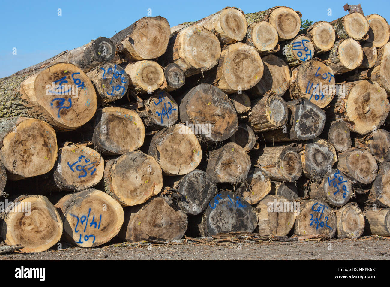 tree trunks stacked before transformation Stock Photo - Alamy