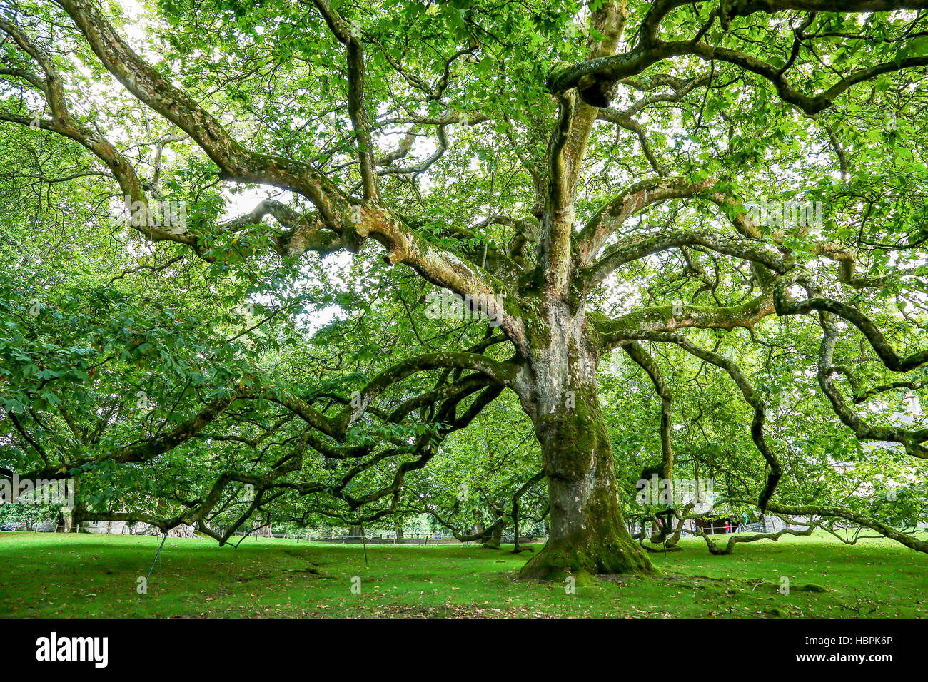 Large Oak High Resolution Stock Photography and Images - Alamy