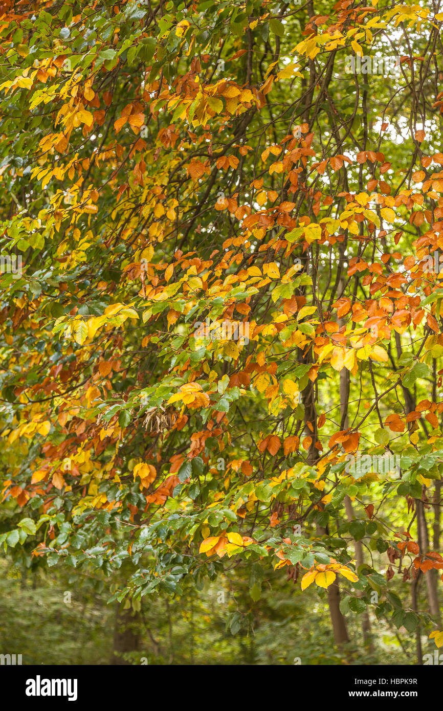 Bavaria in the autumn Stock Photo - Alamy