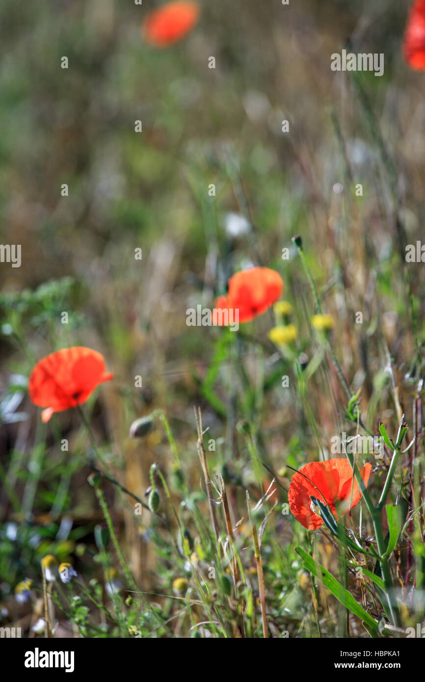 Red poppy flowers field, close up Stock Photo - Alamy