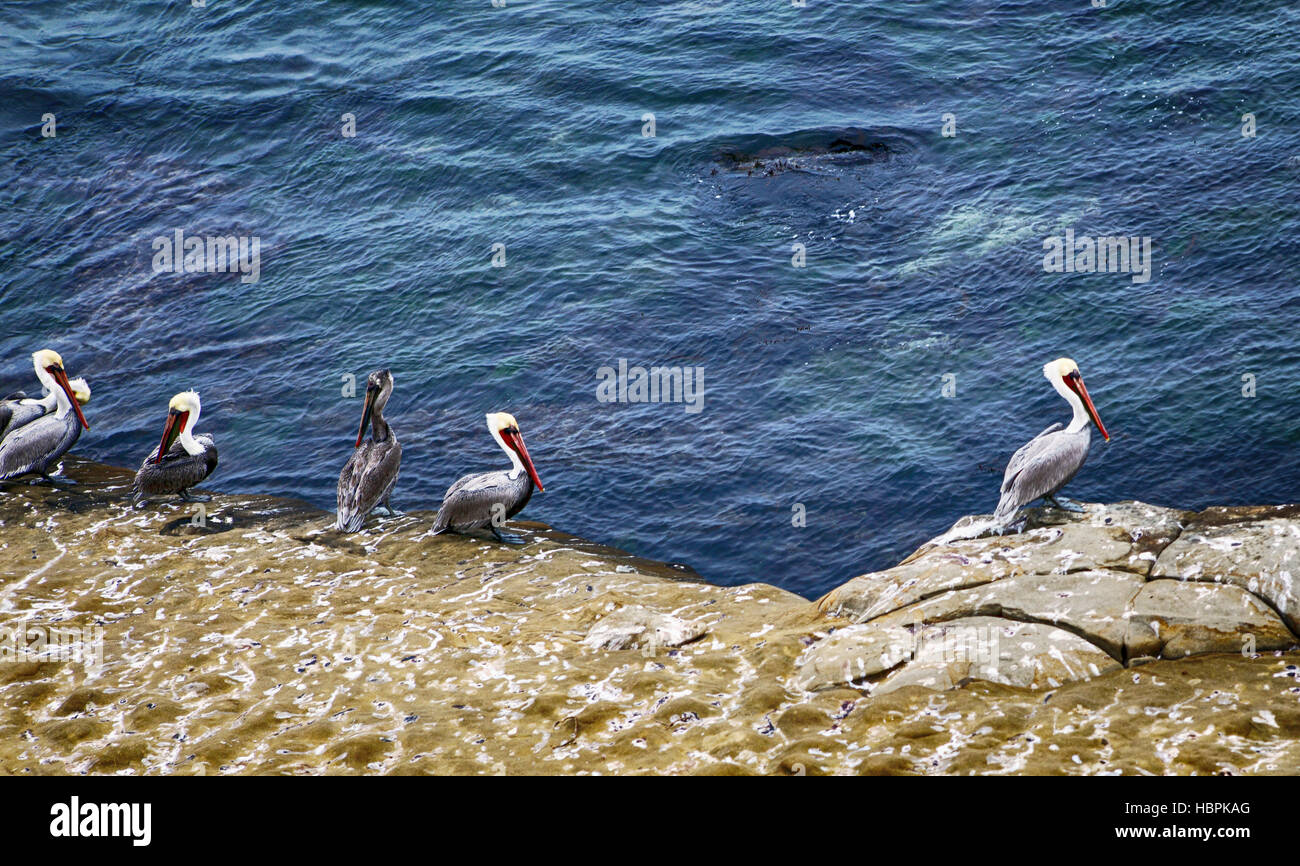 Pelikan rock hi-res stock photography and images - Alamy