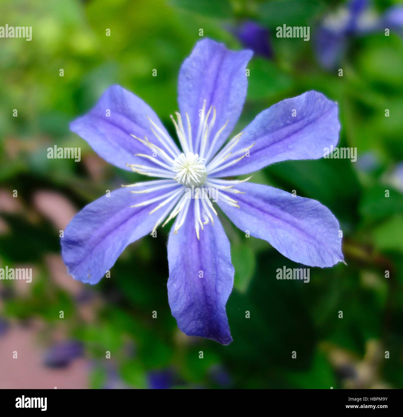 Clematis integrifolia cultivar 'Arabella' in Flower, UK Stock Photo - Alamy