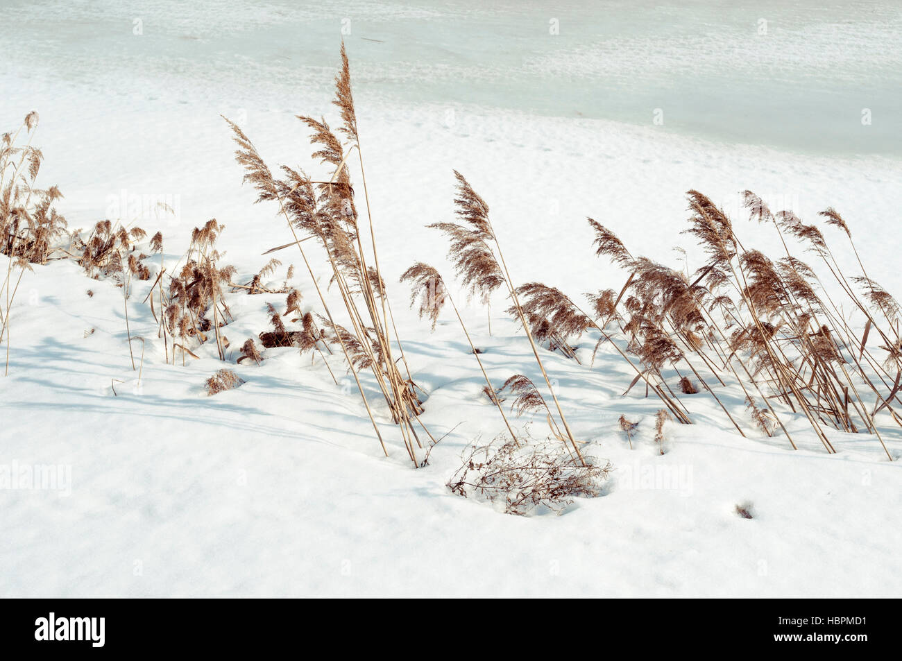Reed stalk hi-res stock photography and images - Alamy