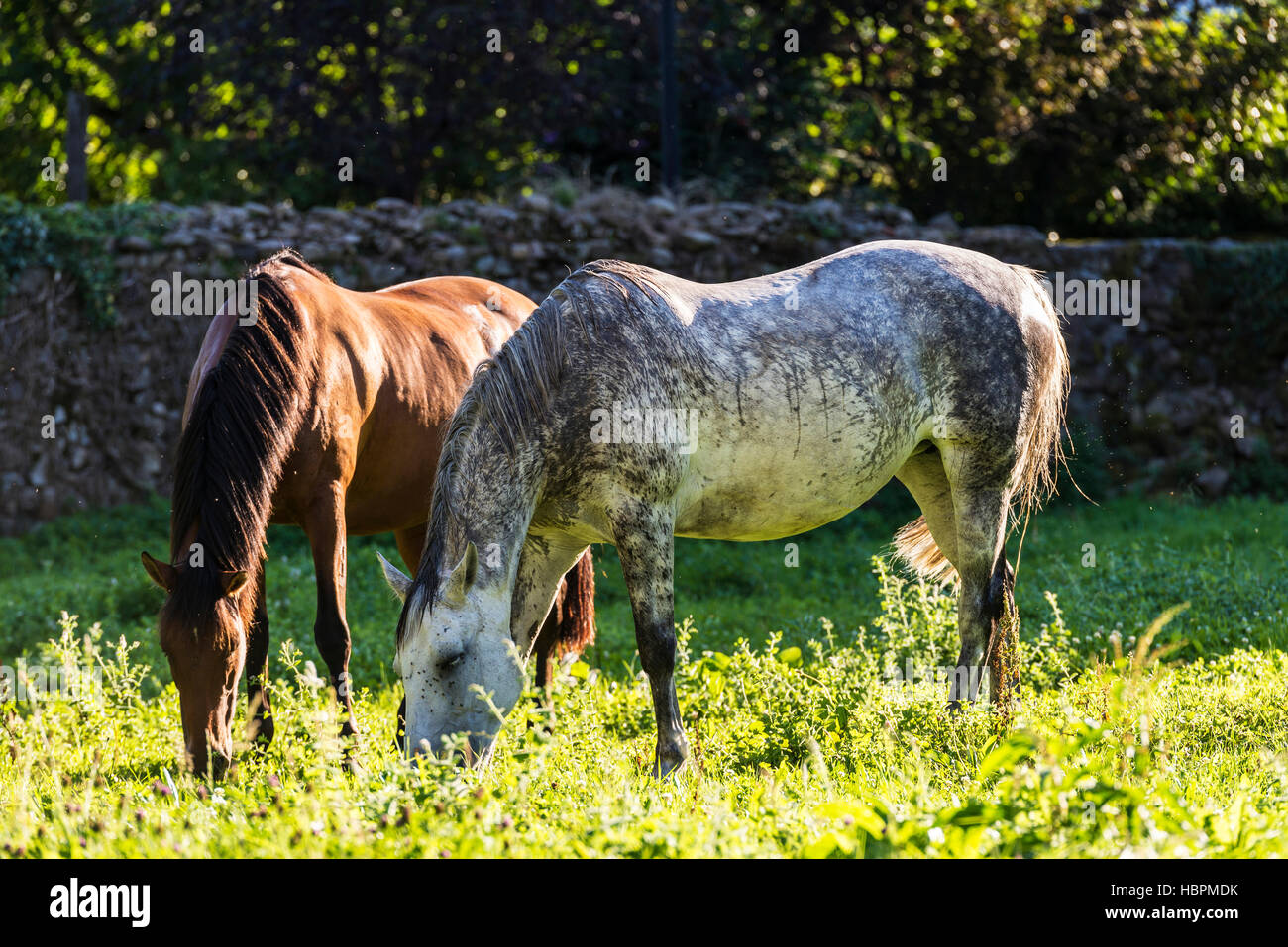 Two horses eating hi-res stock photography and images - Alamy