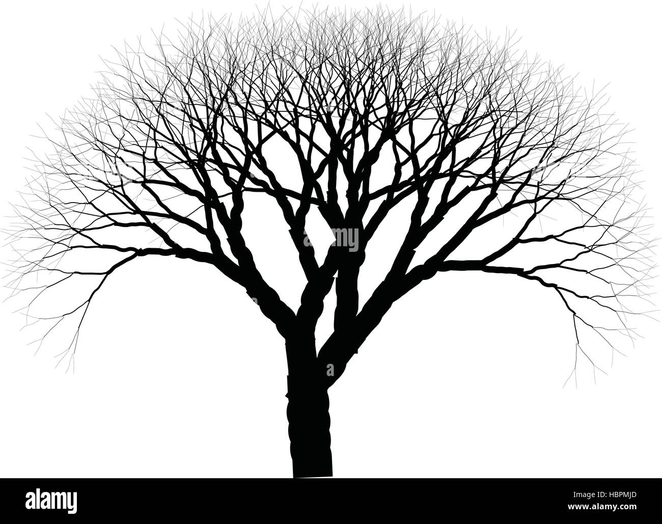 Bush hedge tree in Black and White Stock Photos & Images - Alamy