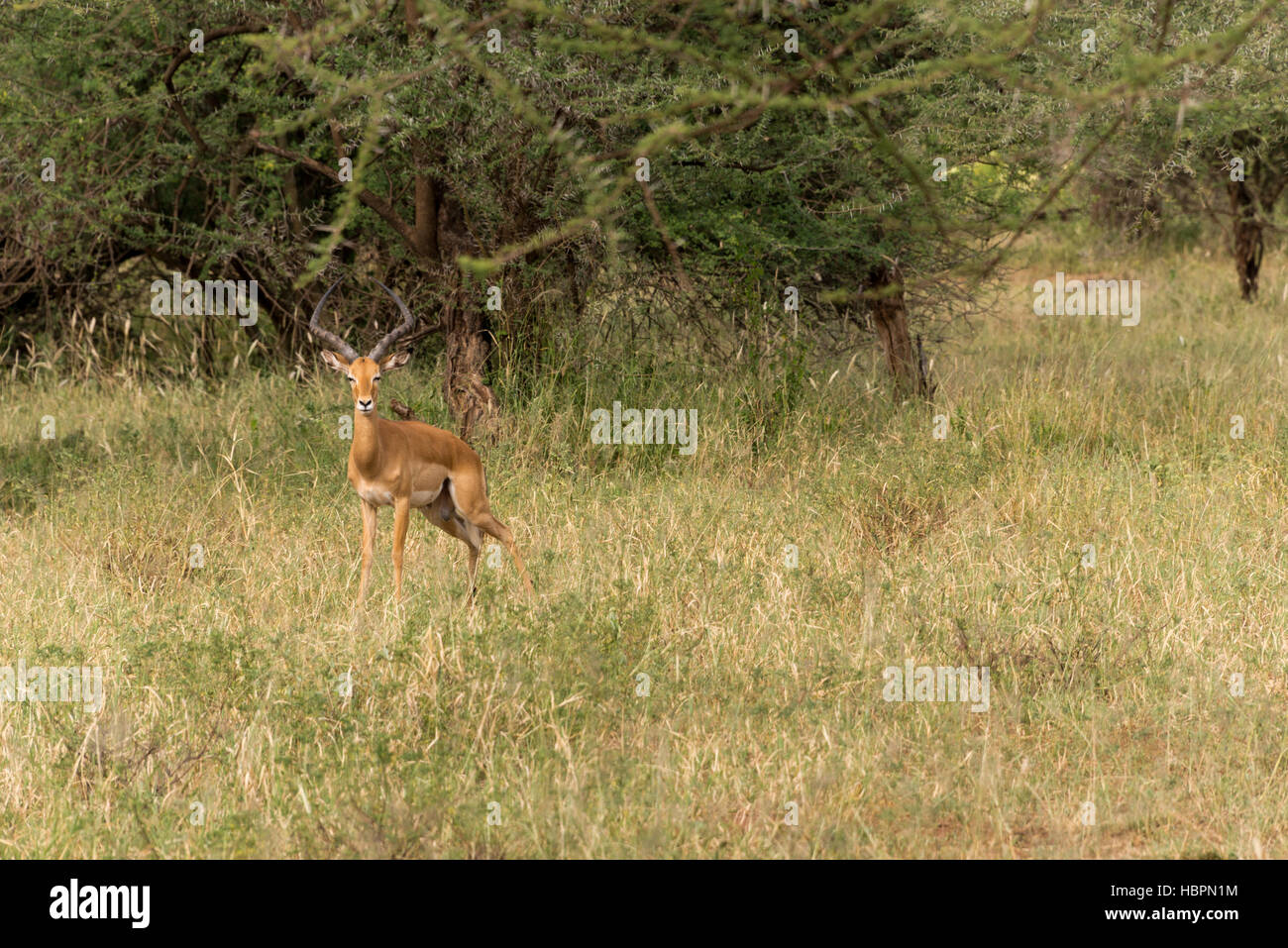 Impala ram adult hi-res stock photography and images - Alamy