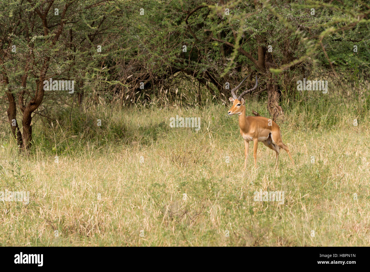 Impala big horns hi-res stock photography and images - Alamy