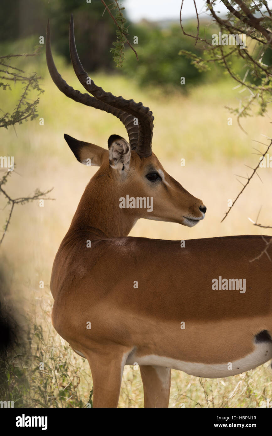 Impala ram adult hi-res stock photography and images - Alamy