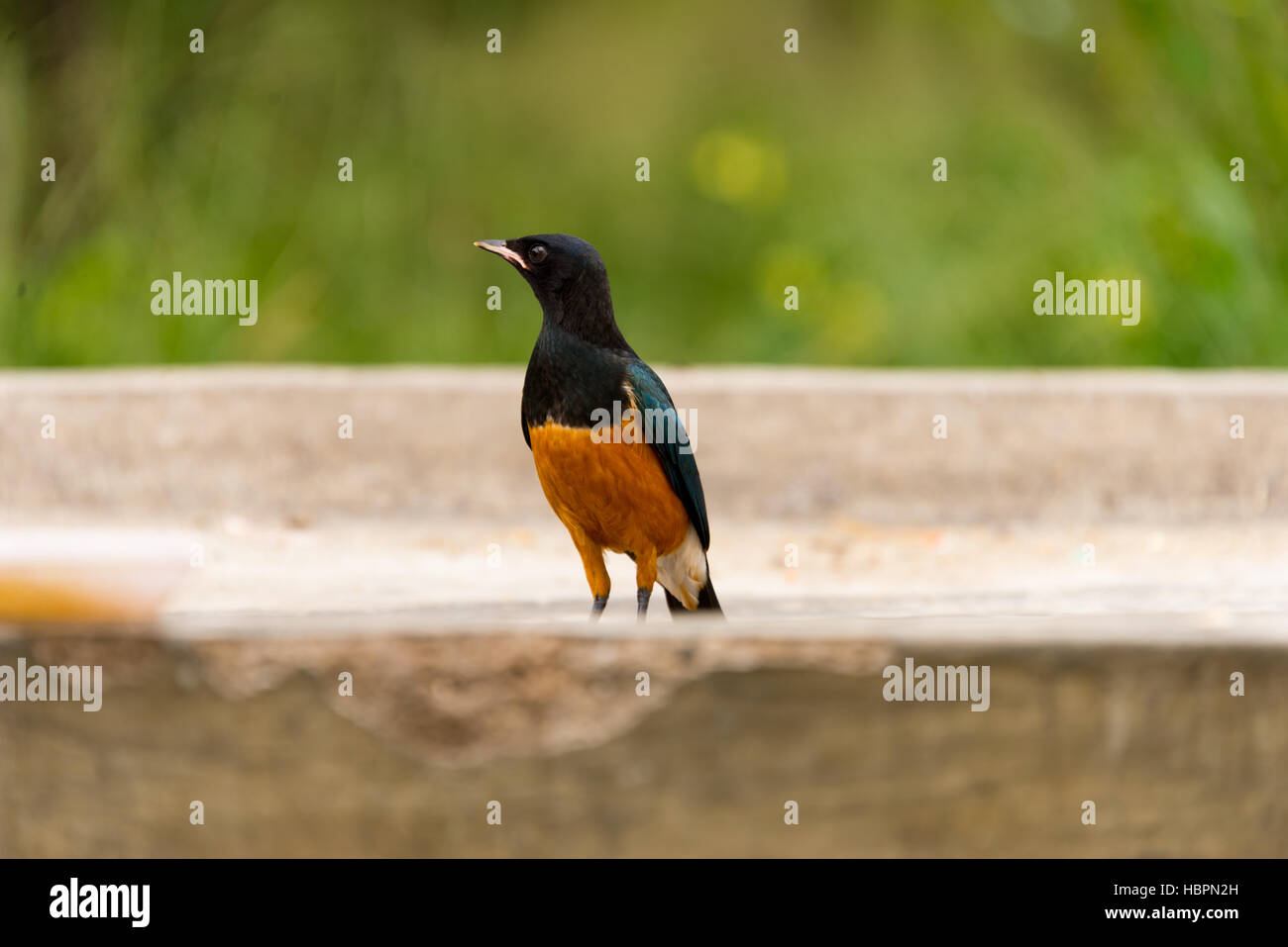 Superb starling lamprotornis superbus wing hi-res stock photography and ...