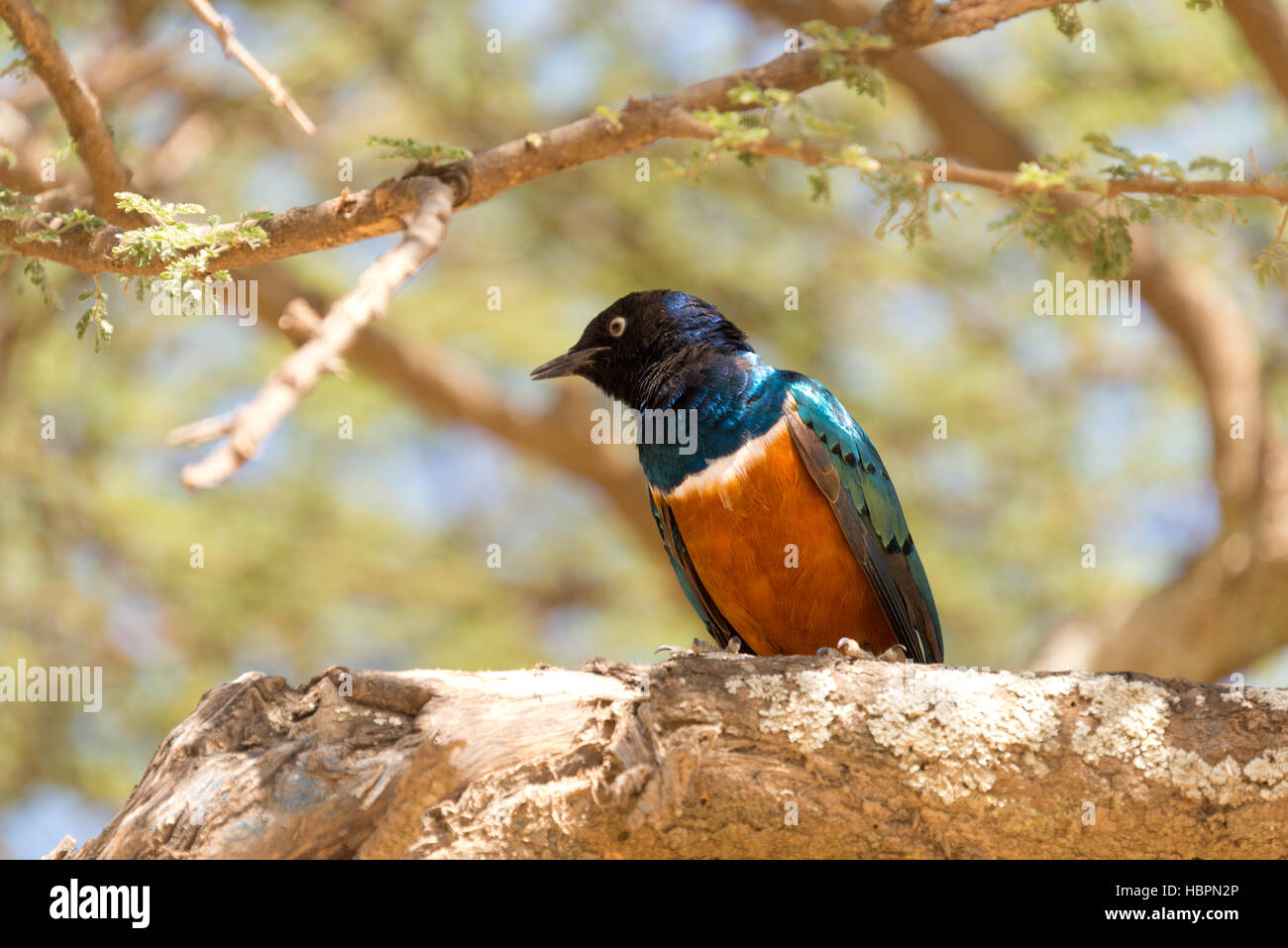 Superb environment hi-res stock photography and images - Alamy