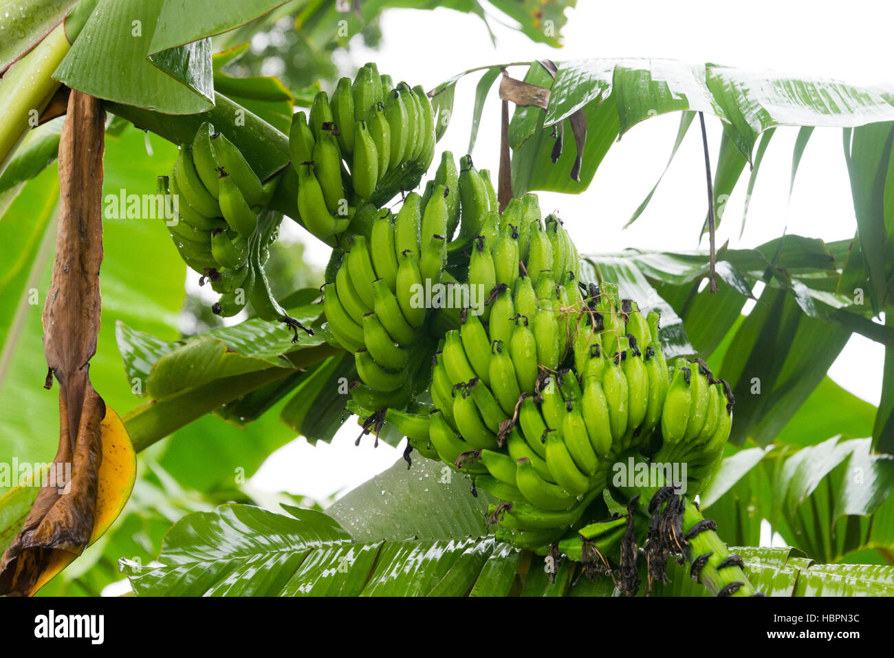 Bunch of Bananas on Tree Stock Photo - Alamy