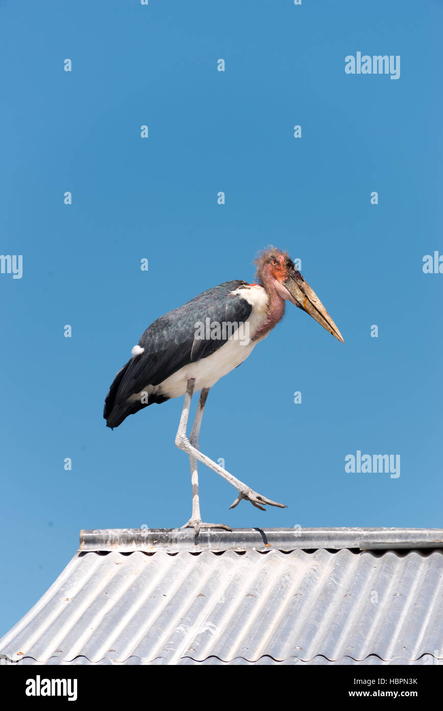 Marabou feather hi-res stock photography and images - Alamy