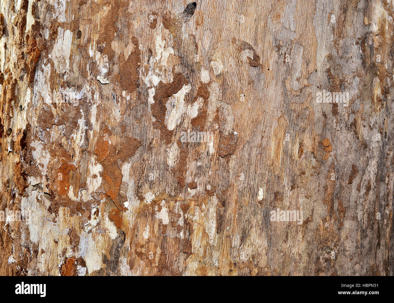 Wood Tree Texture Background Pattern Stock Photo - Alamy