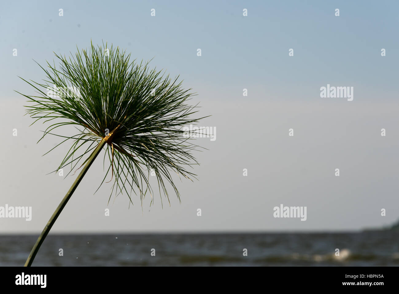 cyperus papyrus on shore of lake victoria, mwanza, tanzania Stock Photo ...
