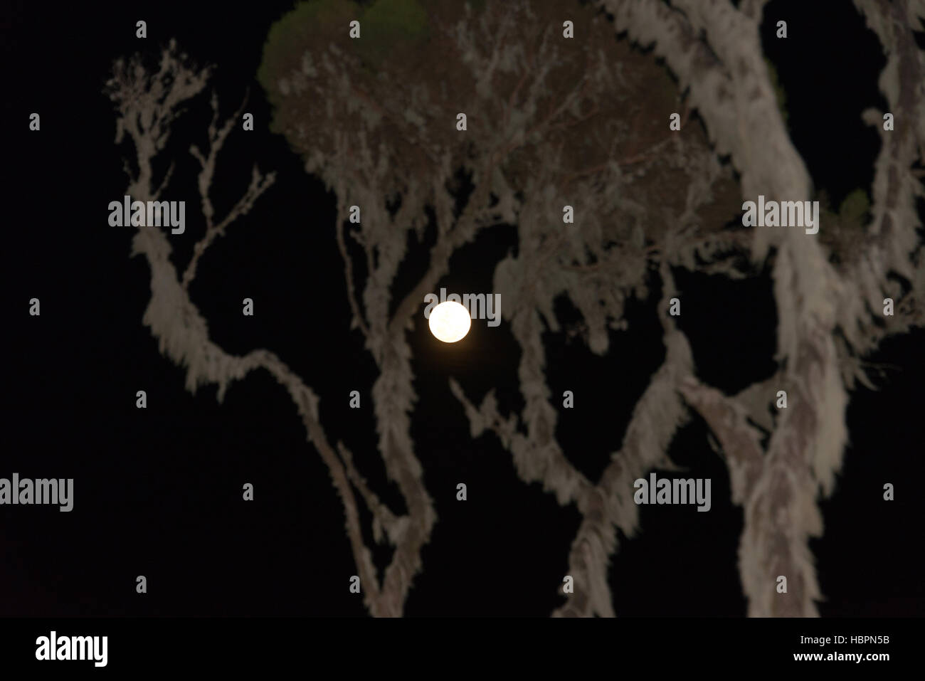 Full moon night jungle hi-res stock photography and images - Alamy