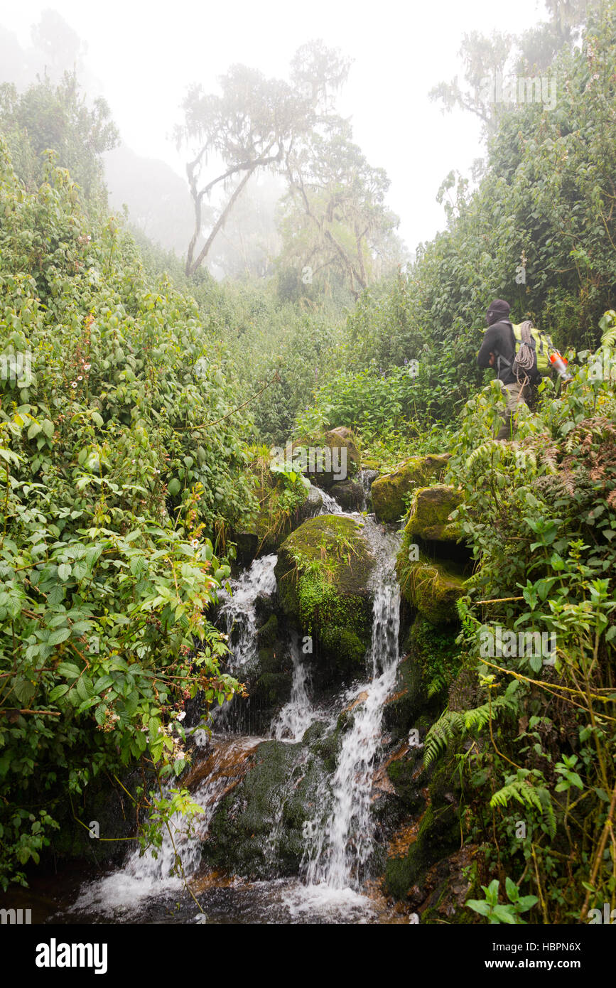 waterfall in ruwenzori mountains, uganda Stock Photo - Alamy
