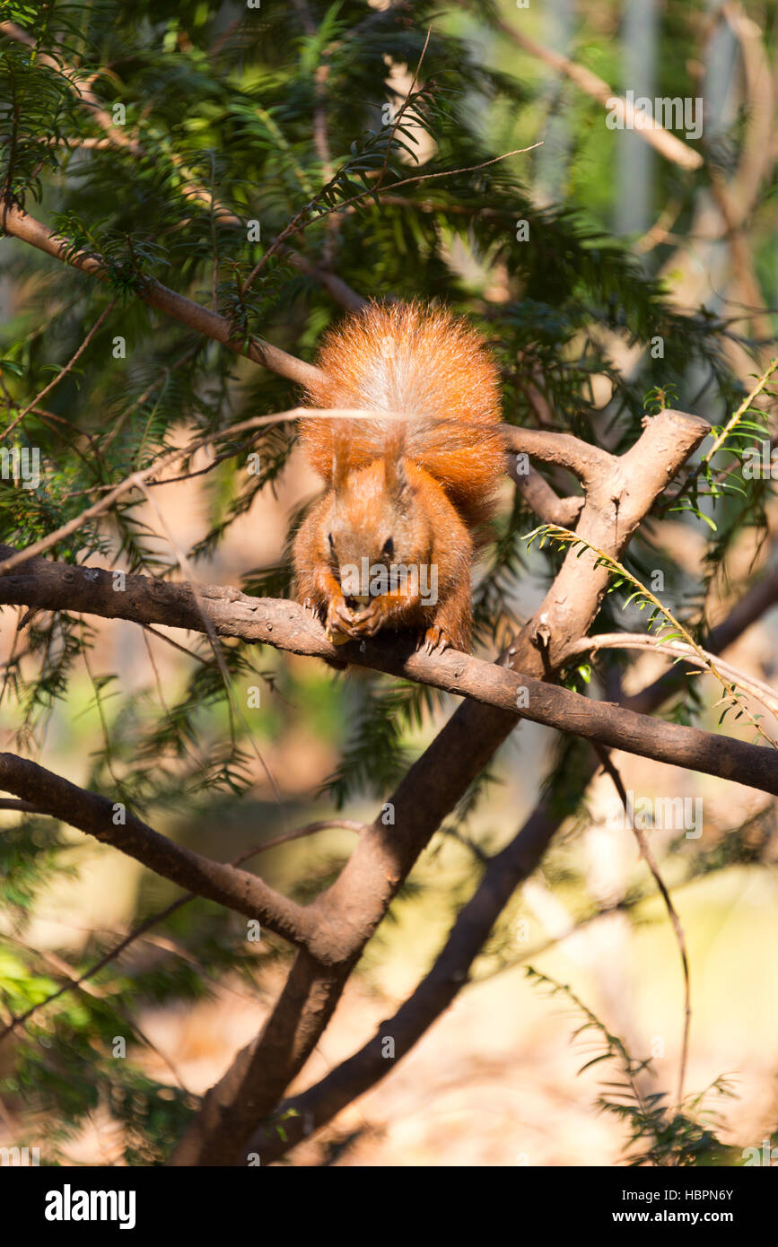 sqirrel in park, berlin, germany Stock Photo - Alamy