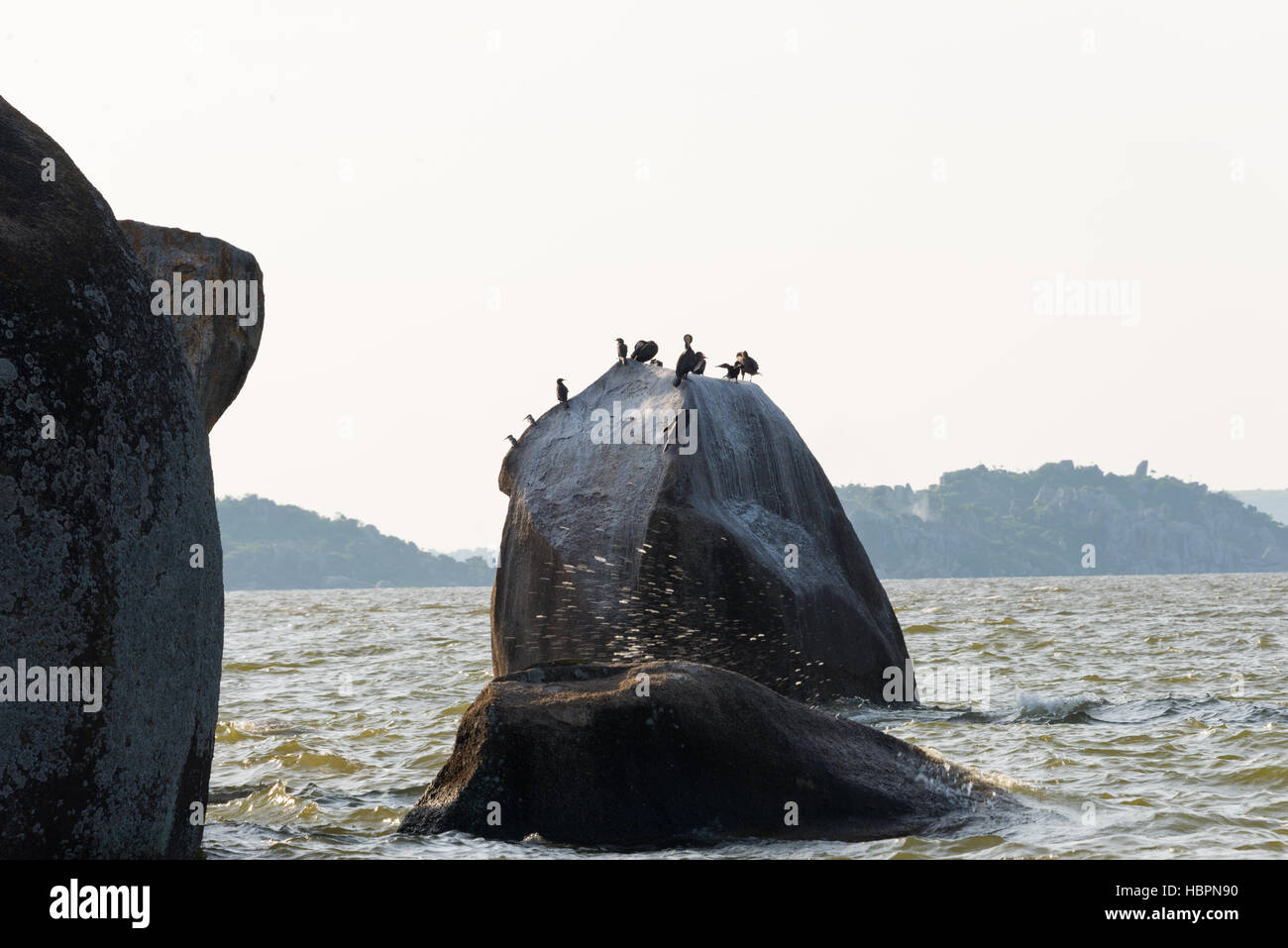 Birds lake victoria hi-res stock photography and images - Alamy