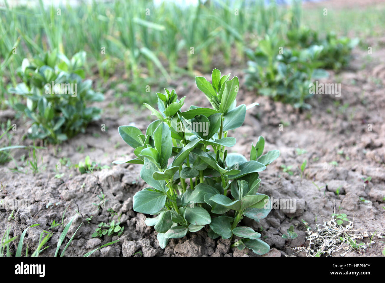 Cultivation Fava Beans Field High Resolution Stock Photography and ...