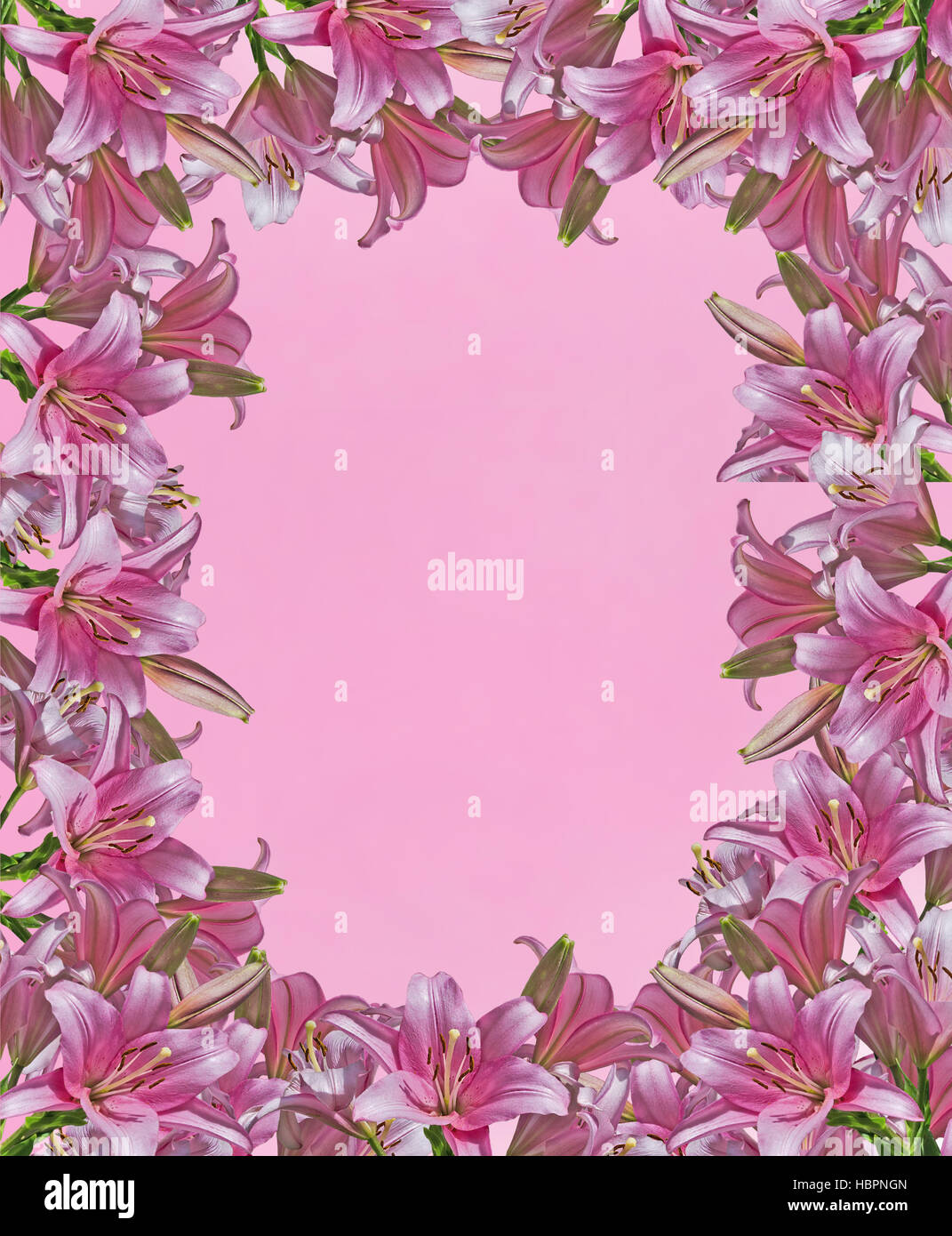 delicate frame of pink lilies closeup Stock Photo - Alamy