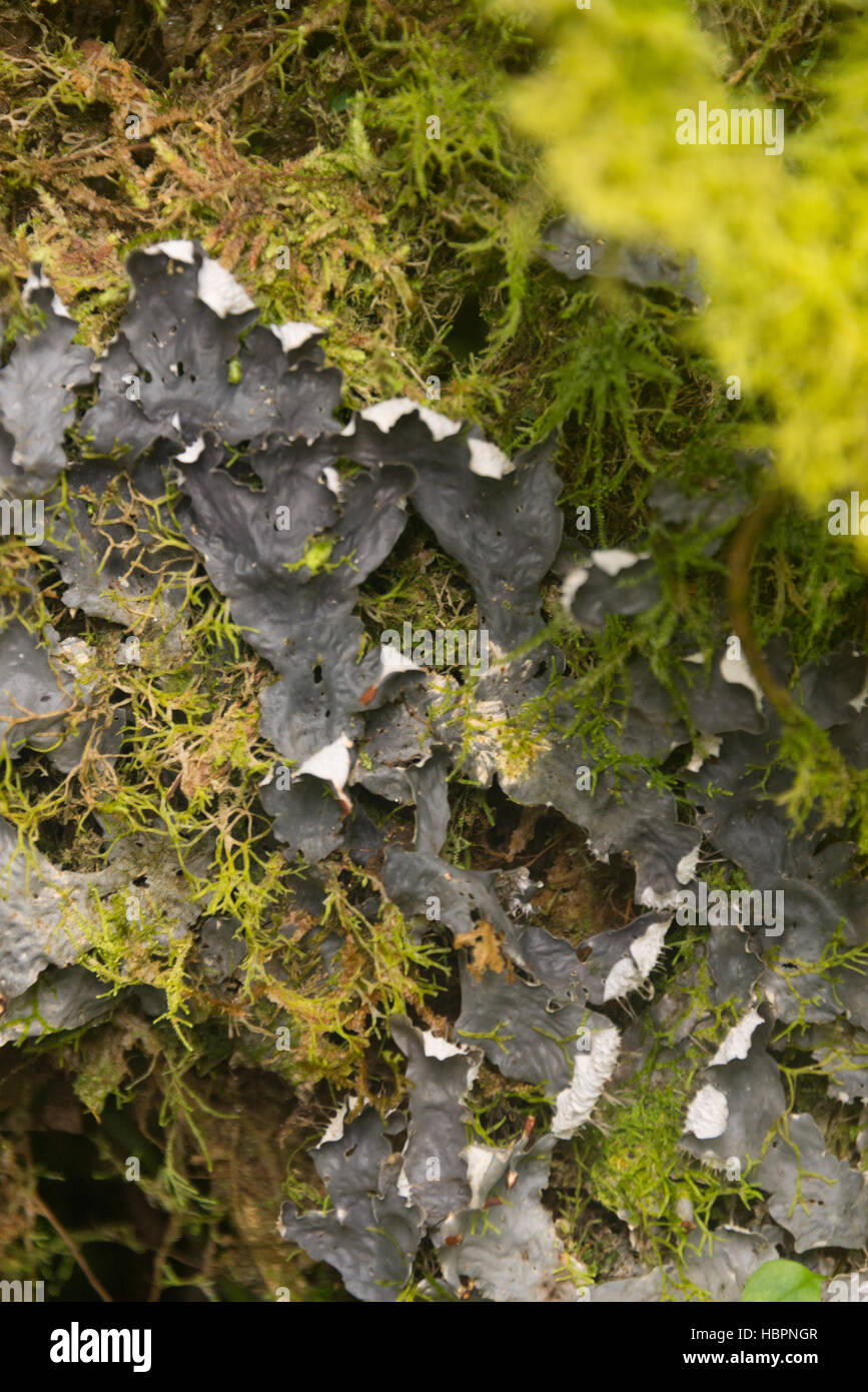 Tropical lichen hi-res stock photography and images - Alamy
