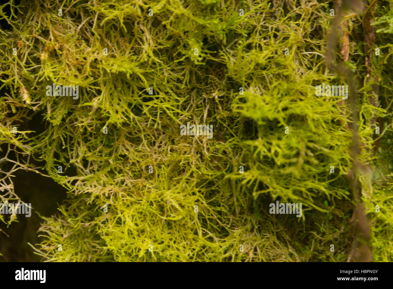 Tropical lichen hi-res stock photography and images - Alamy