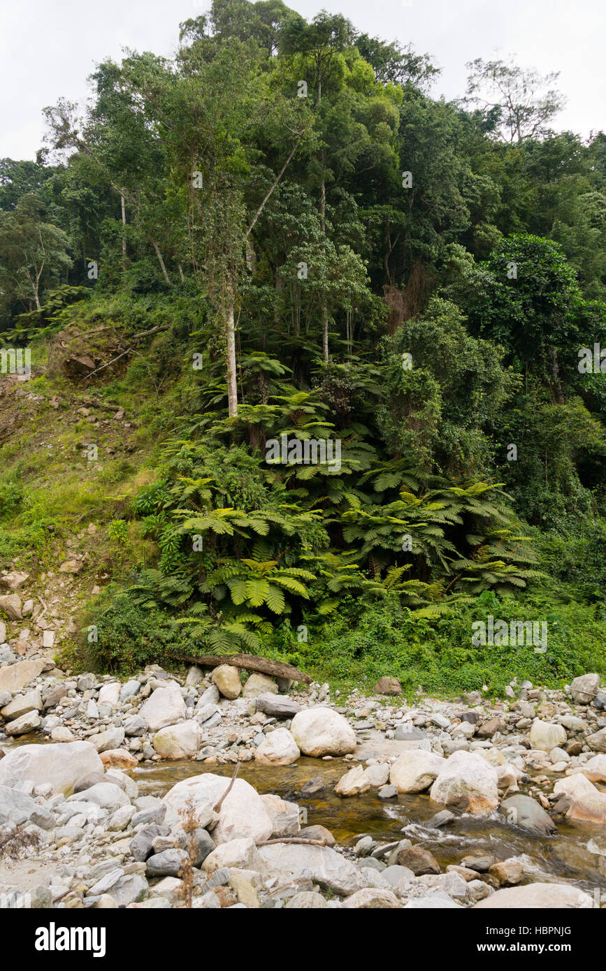 Jungle riverbed hi-res stock photography and images - Alamy