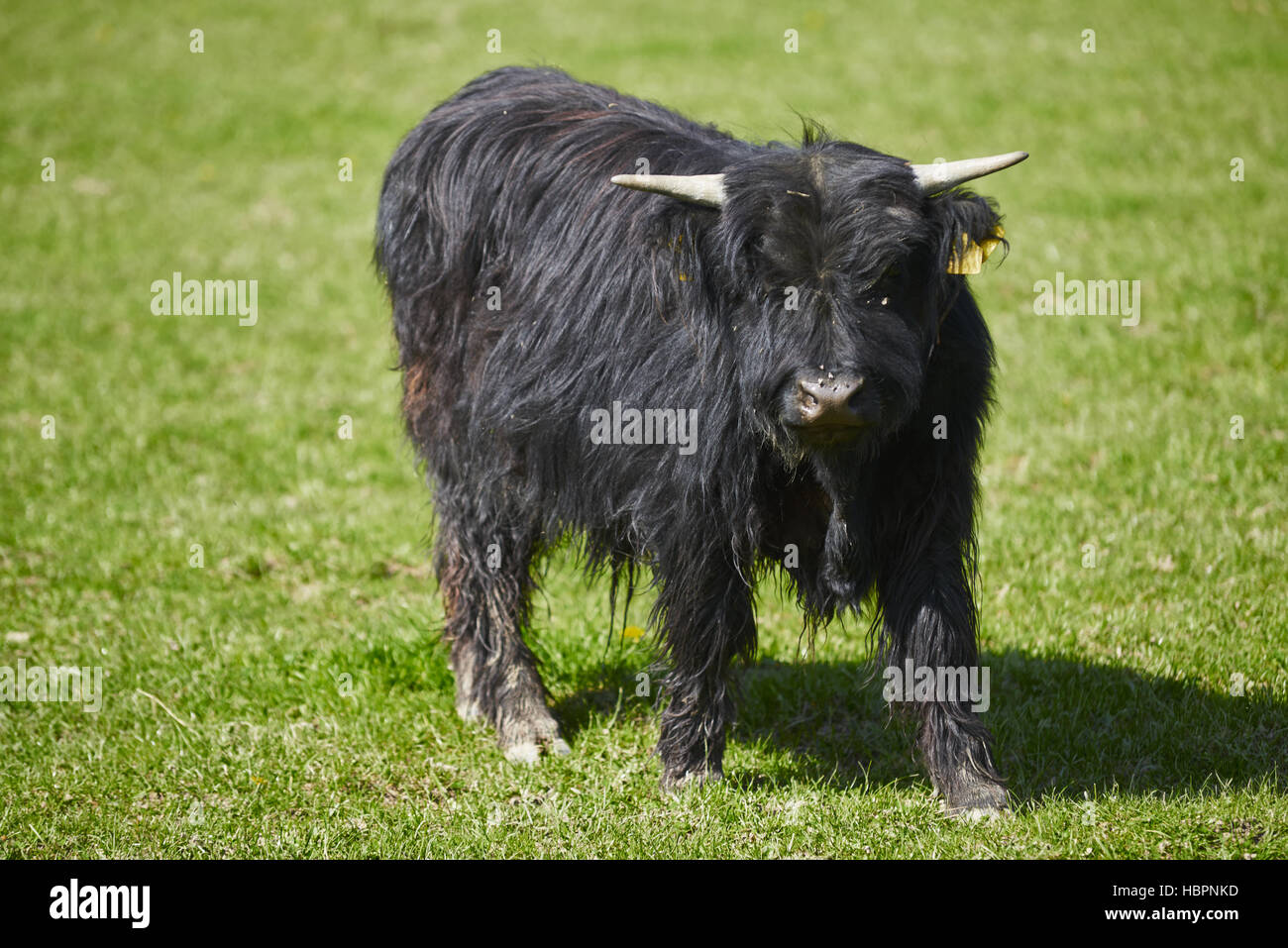 Highland cows spring hi-res stock photography and images - Alamy