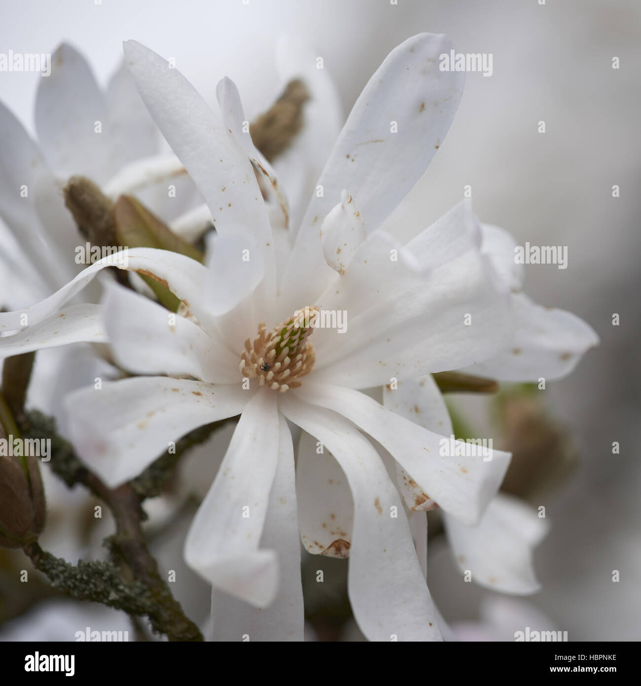 Magnolia star bush hi-res stock photography and images - Alamy