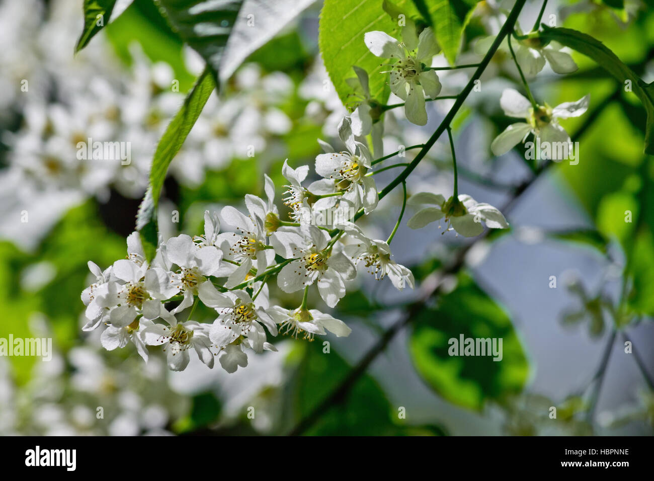 bird cherry tree branch on a tree closeup Stock Photo - Alamy