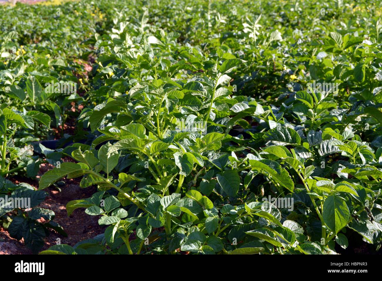 Green food plants hi-res stock photography and images - Alamy