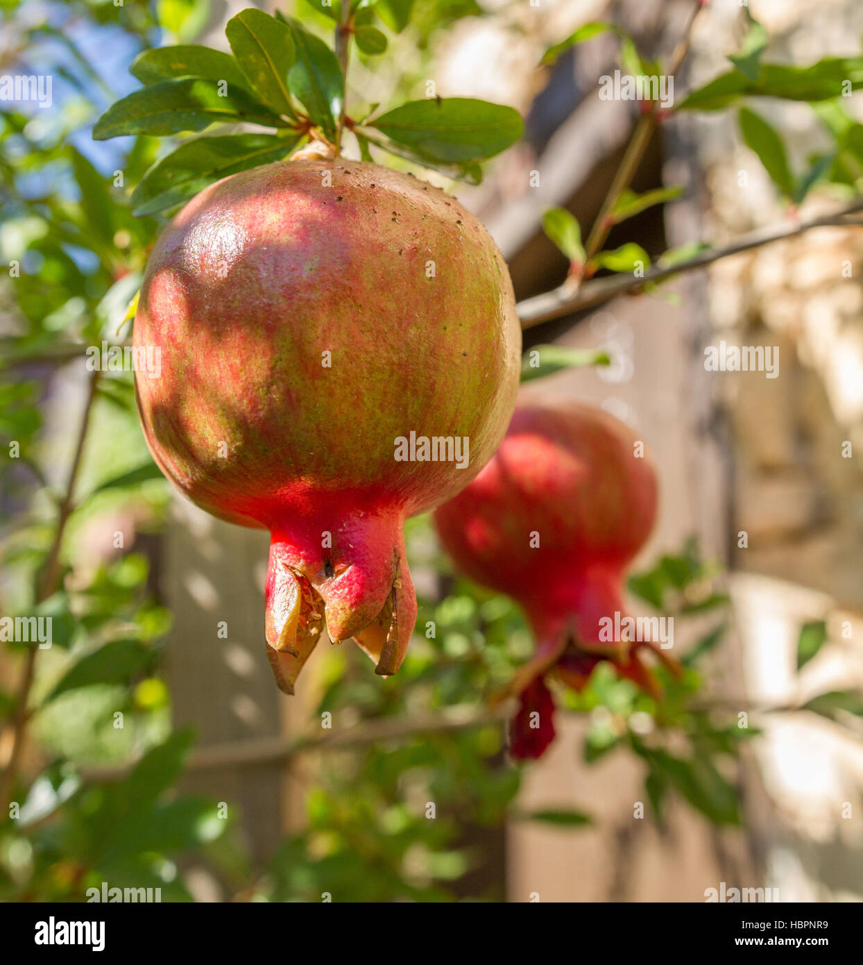 Tree With Grenades High Resolution Stock Photography and Images - Alamy