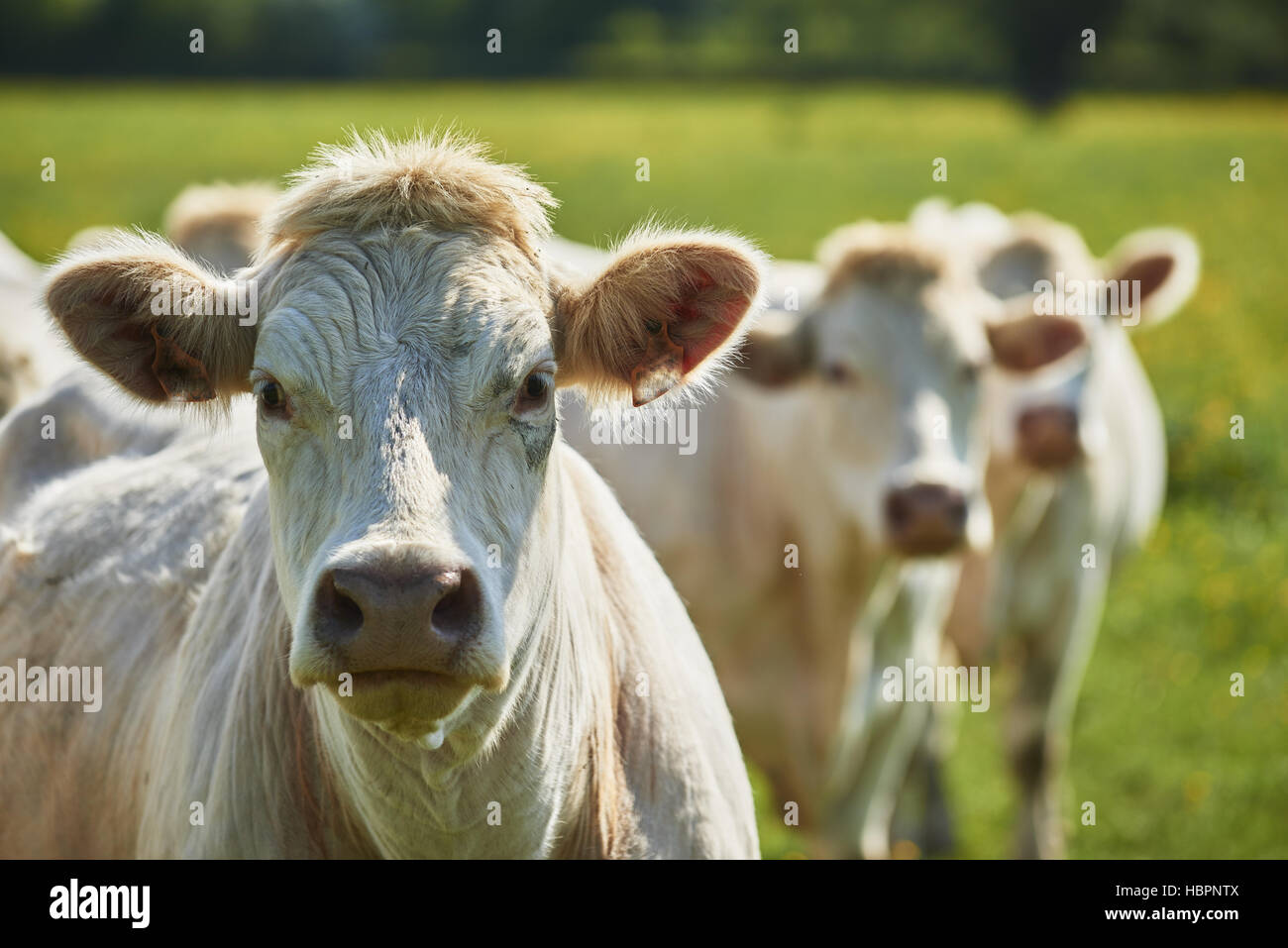 Charolais burgundy france cows hi-res stock photography and images - Alamy