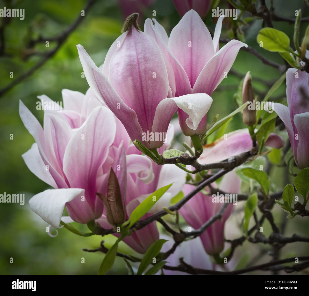 Magnolia branch leaves hi-res stock photography and images - Alamy