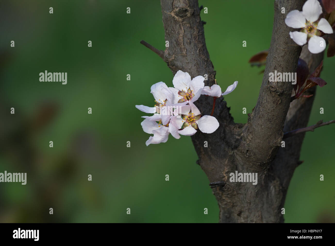 Closeup cherry flowers bloom hi-res stock photography and images - Alamy