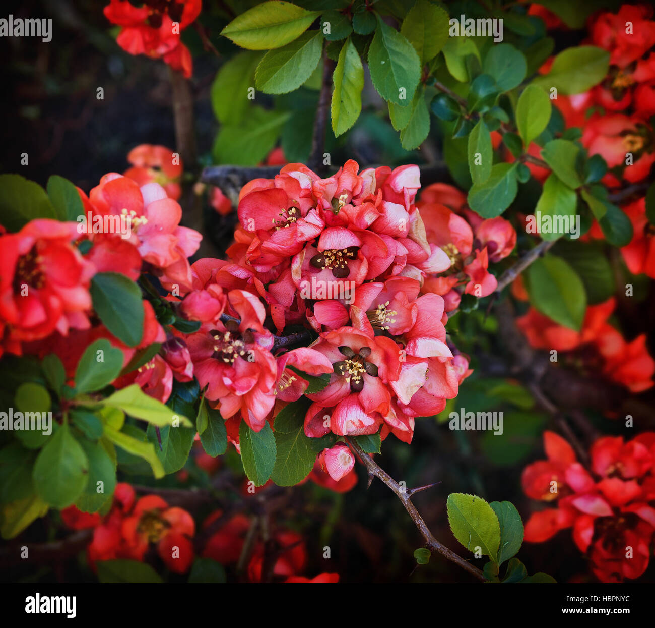 Japanese quince bush with flowers close up Stock Photo - Alamy