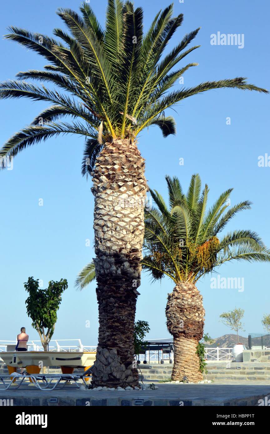 Duet of palm trees on a terrace in Crete Stock Photo - Alamy