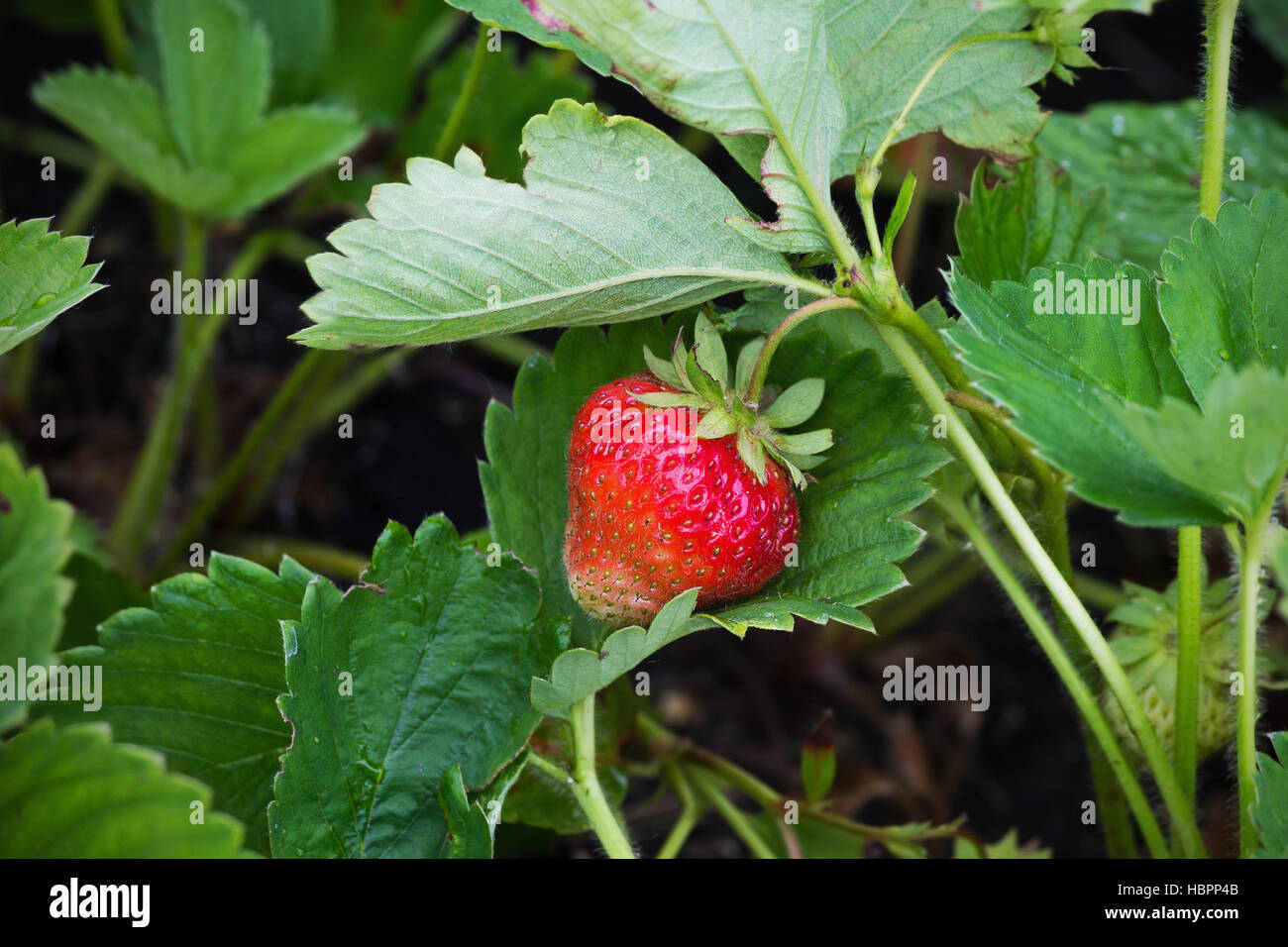 red strawberry in the garden closeup Stock Photo - Alamy
