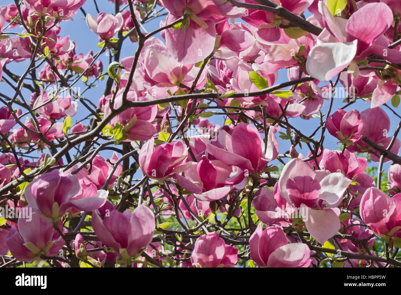 Pink flowers on crown hi-res stock photography and images - Alamy