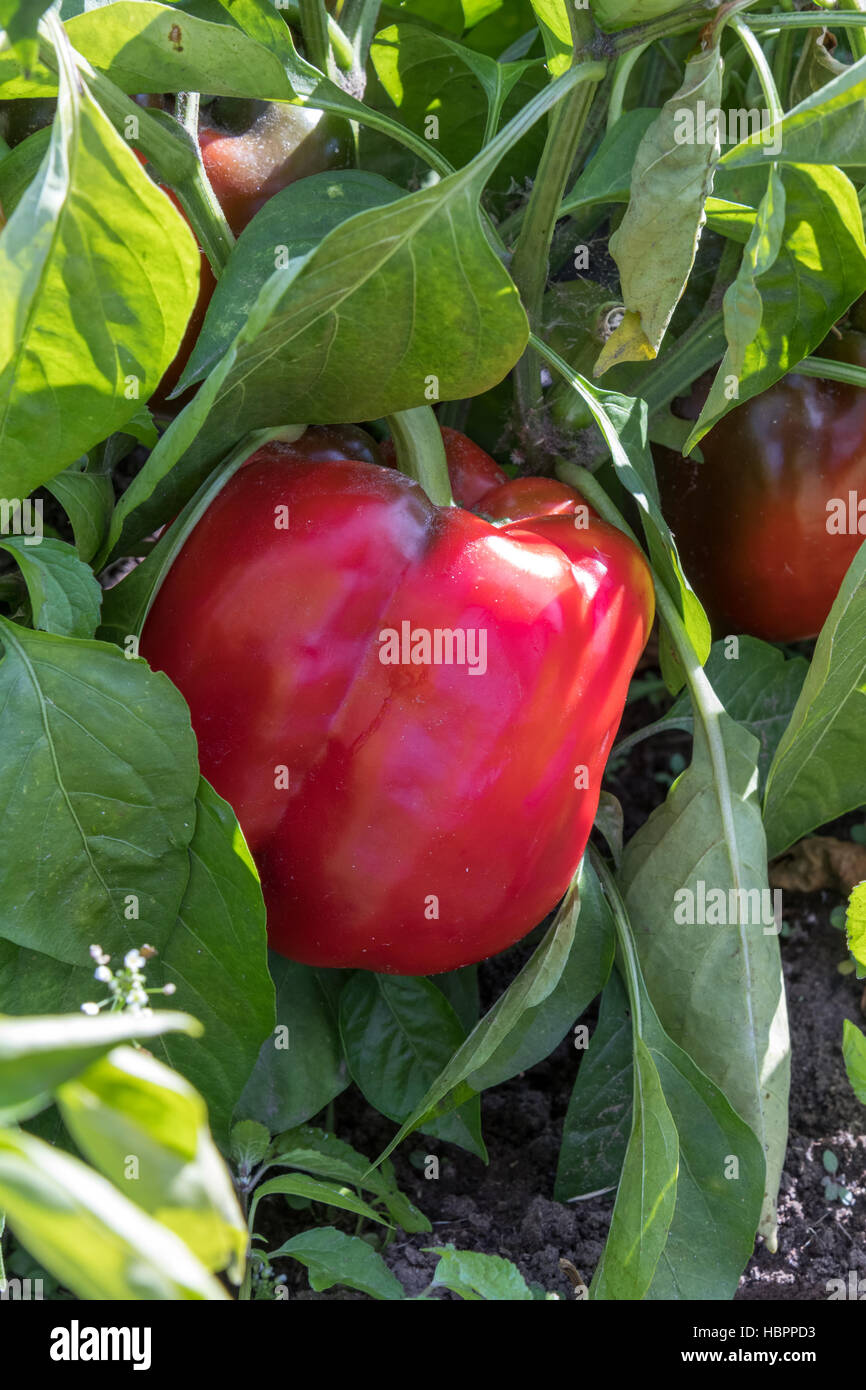 Bush pepper hi-res stock photography and images - Alamy