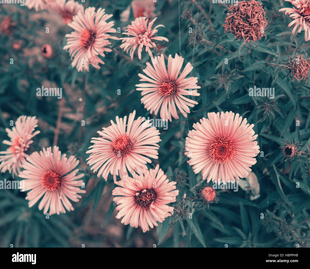 Background of autumn flowers Stock Photo - Alamy
