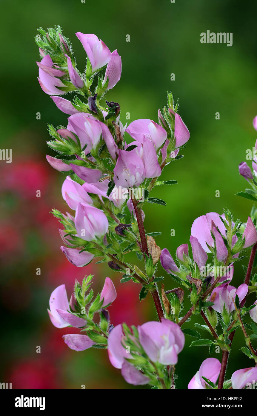 spiny restharrow, flower, blossom Stock Photo - Alamy