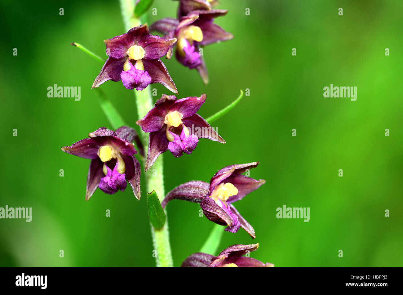 Dark red helleborine hi-res stock photography and images - Alamy