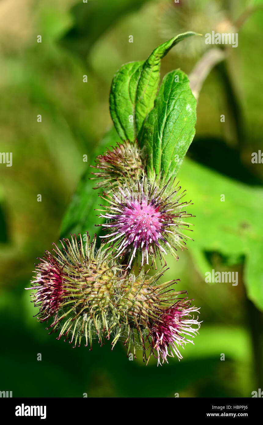 cocklebur , beggar's button Stock Photo - Alamy
