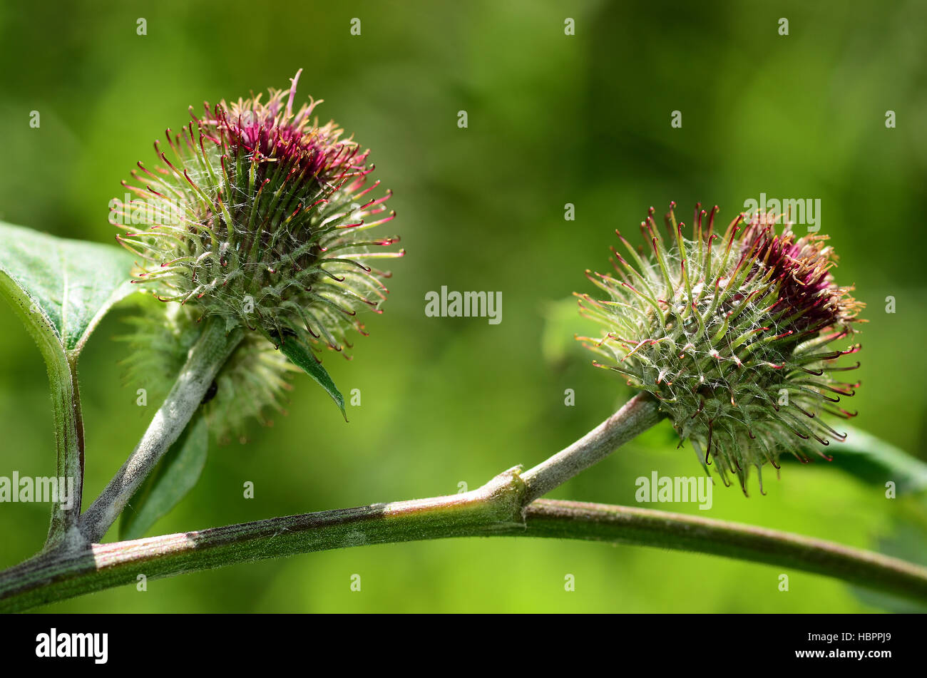 Cocklebur hi-res stock photography and images - Alamy