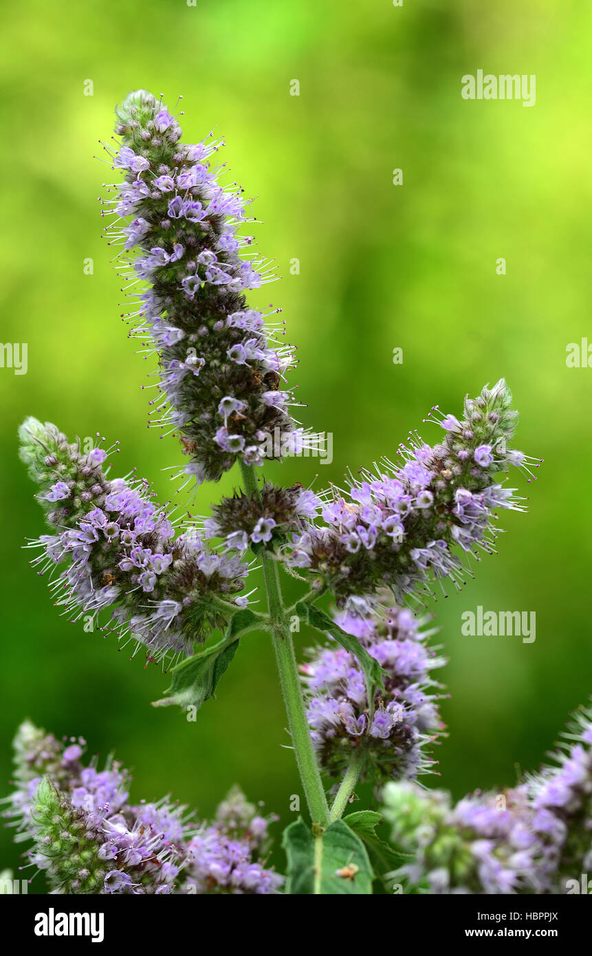 horse mint, flower, blossom Stock Photo - Alamy
